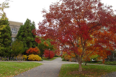 Small Trees For Great Fall Color
