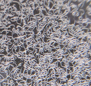 Understanding Biologicals