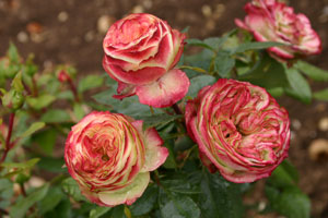 Freelander Rose Collection Available from Greenheart Farms