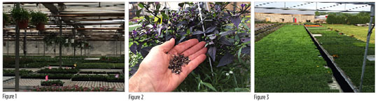 Taking Banker Plants Outdoors