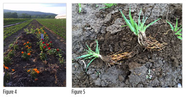 Taking Banker Plants Outdoors